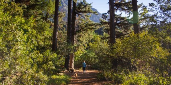 Explore These Forests for Free in Cape Town - Cape Town Tourism