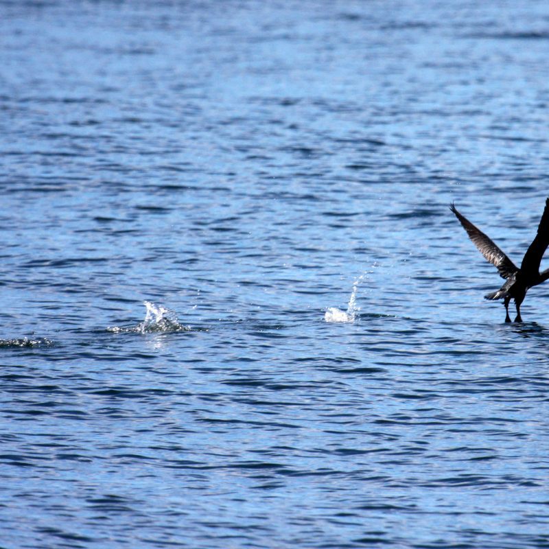 Zonnekus Holiday Resort - Cape Town Tourism