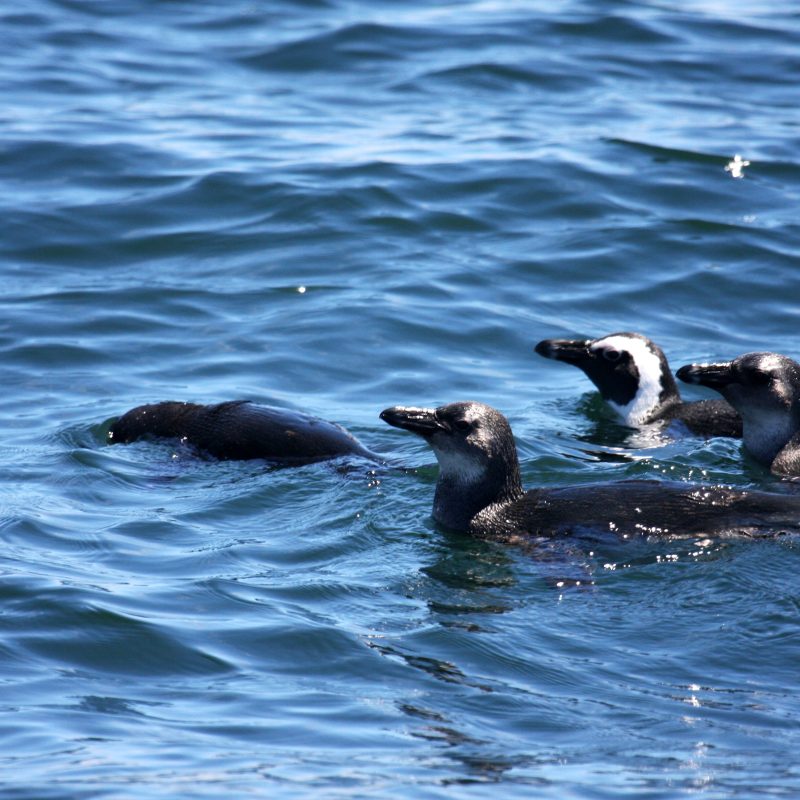 Cool Runnings Toboggan Family Park - Cape Town Tourism