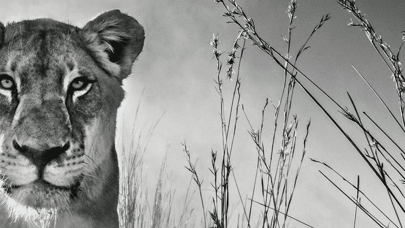 Giltedge - Cape Town Tourism