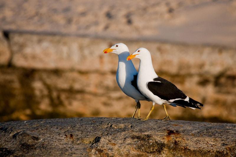 Greater Zandvlei Estuary Nature Reserve - Cape Town Tourism