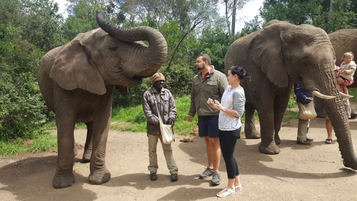 The Elephant Sanctuary - Cape Town Tourism