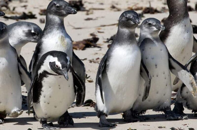 SANCCOB Foundation - Cape Town Tourism