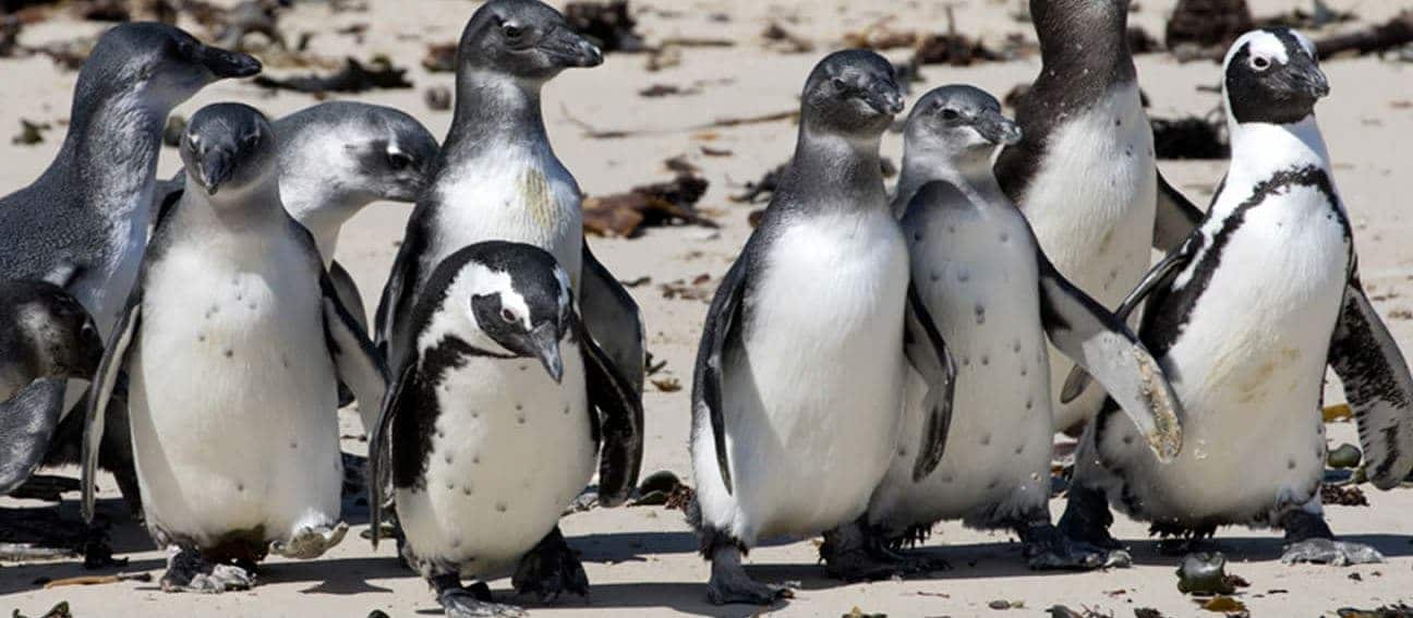 SANCCOB Foundation - Cape Town Tourism