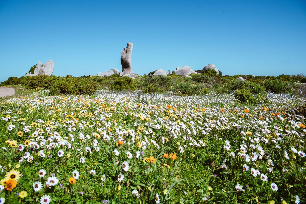 Explore the Beauty of Milnerton Racecourse Nature Reserve - Cape Town ...