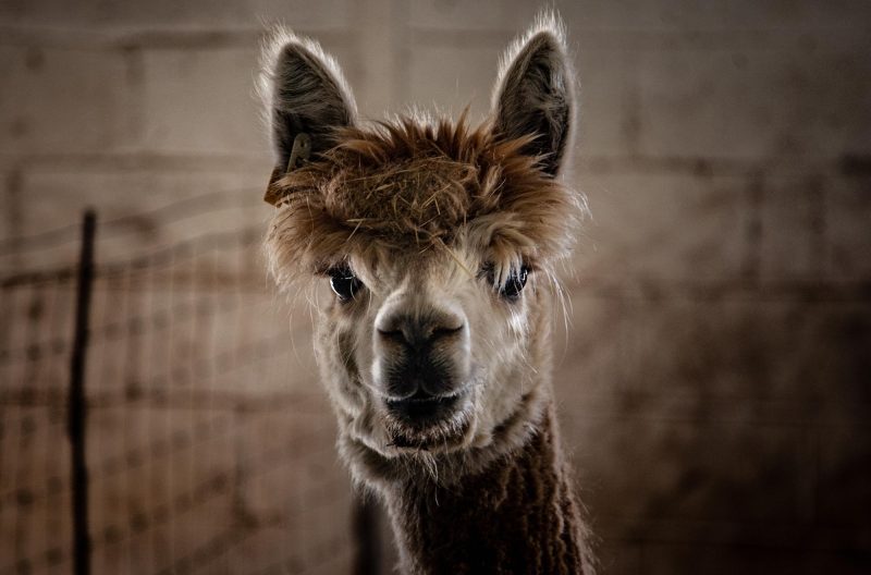 Alpaca Farm & Mill - Cape Town Tourism