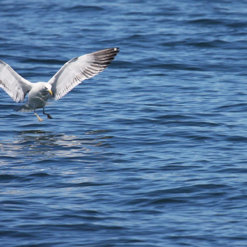 The Waterfront Duck Co. - Cape Town Tourism