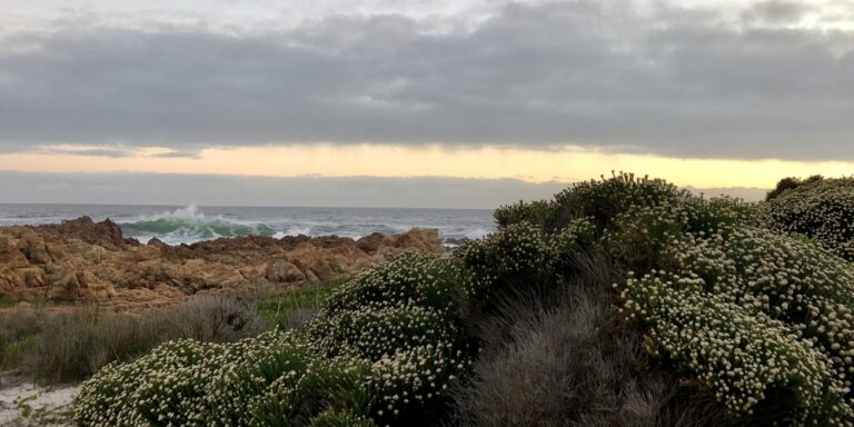 5 Conservation Organisations Keeping the Cape in Shape - Cape Town Tourism