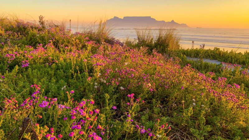 Exploring Cape Town’s Biodiversity Hotspots - Cape Town Tourism