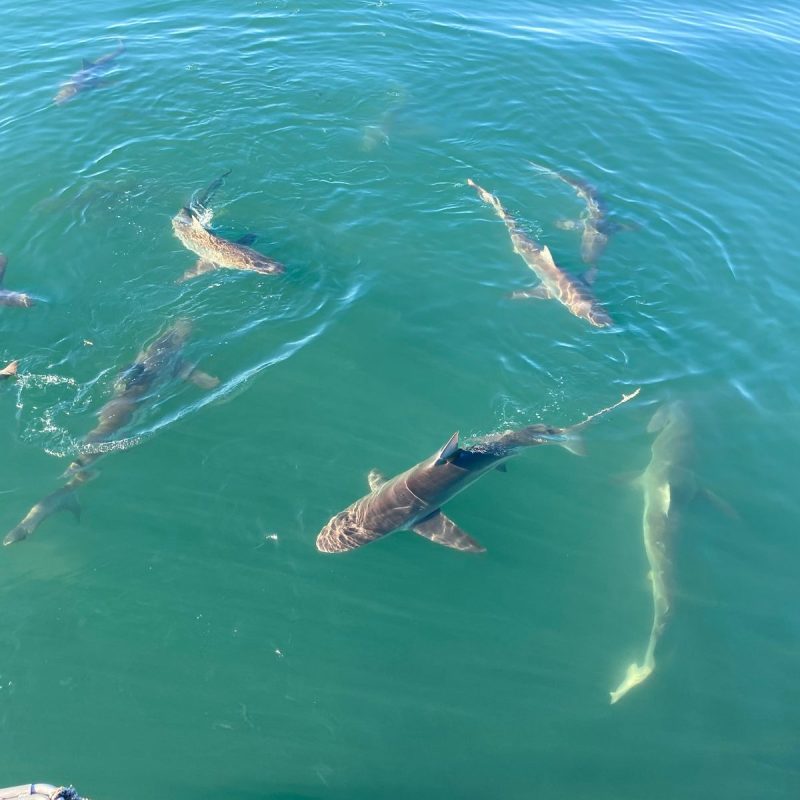 Zonnekus Holiday Resort - Cape Town Tourism