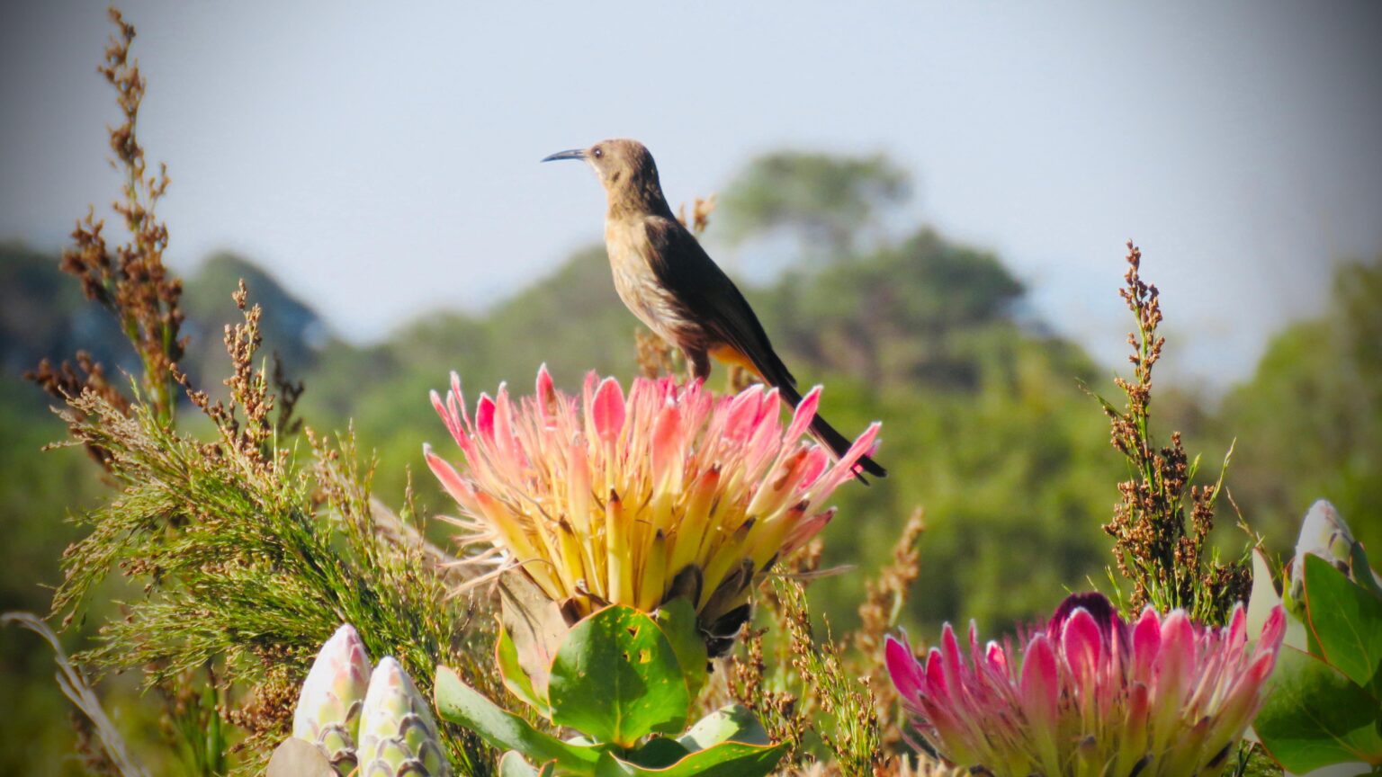Kirstenbosch National Botanical Garden Blooms to Global Fame - Cape ...