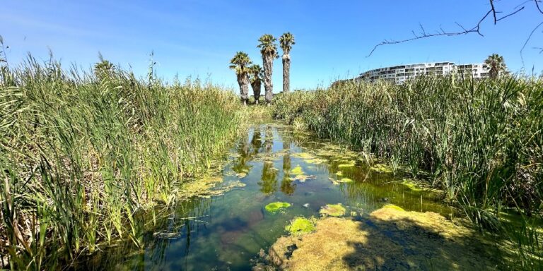 Explore Intaka Island - A Sustainable Hidden Gem - Cape Town Tourism