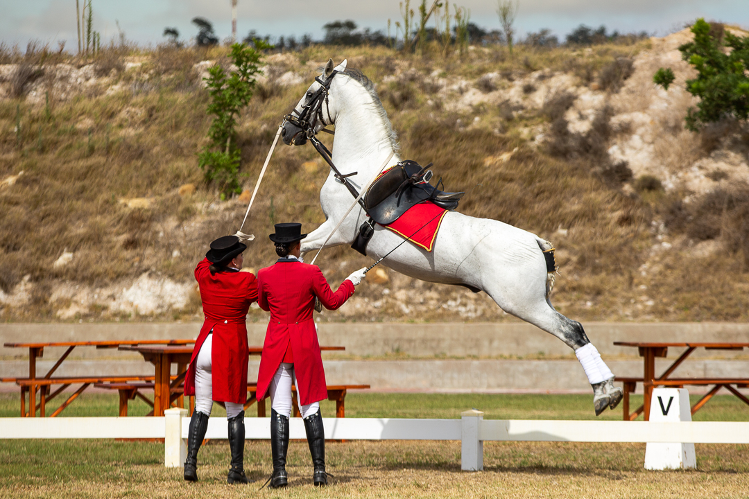 Lipizzaner Horse