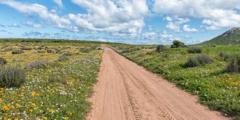 West Coast Flower Guide: Explore These Blooming Locations - The Maravi Post