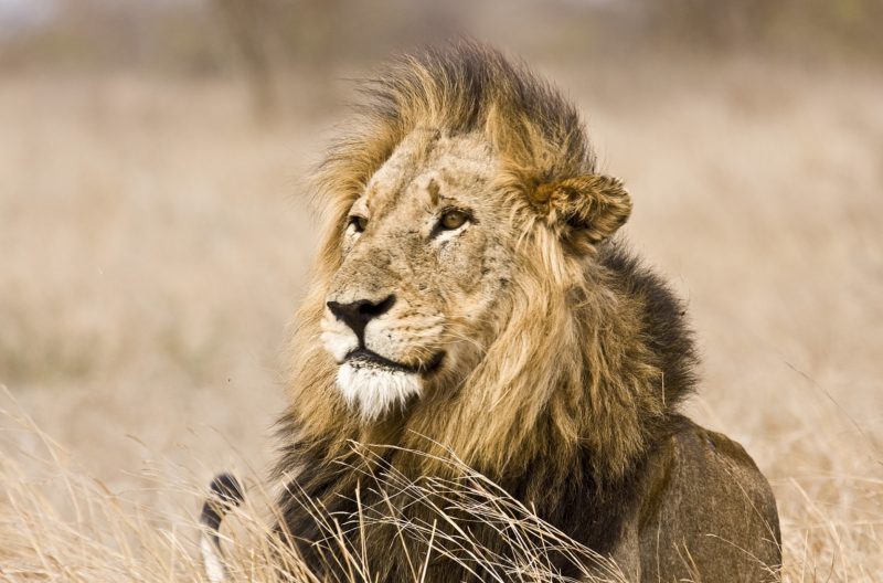 Albatros Travel and Safaris - Cape Town Tourism