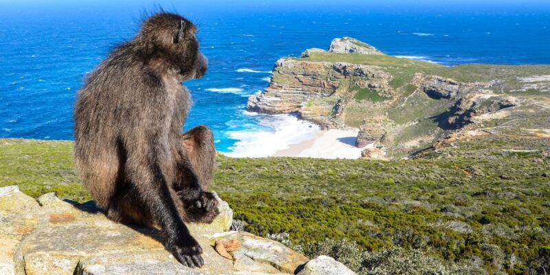 Wildlife Encounter Safety Tips you Should Know Before Visiting Cape ...