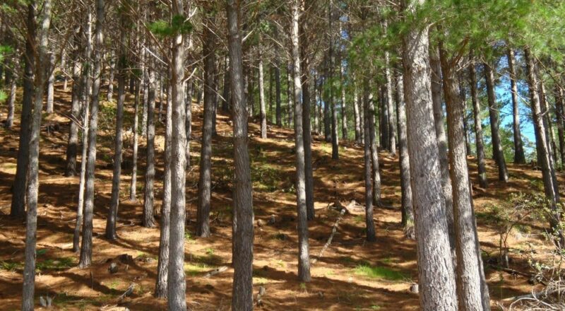 Explore These Forests for Free in Cape Town - Cape Town Tourism