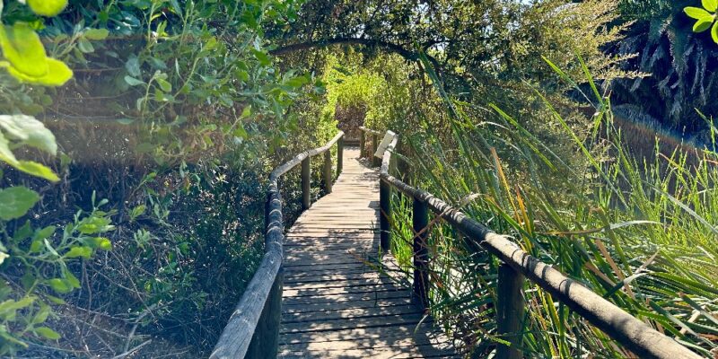 7 Wetlands You Must Visit In Cape Town - Cape Town Tourism