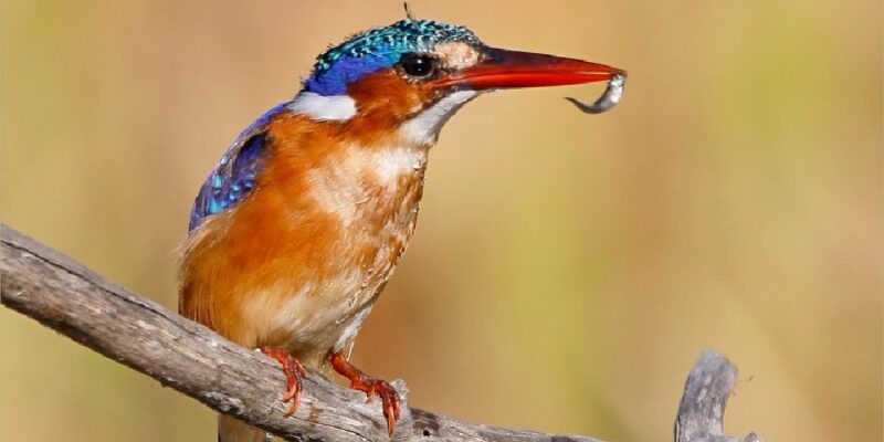 Explore Intaka Island - A Sustainable Hidden Gem - Cape Town Tourism