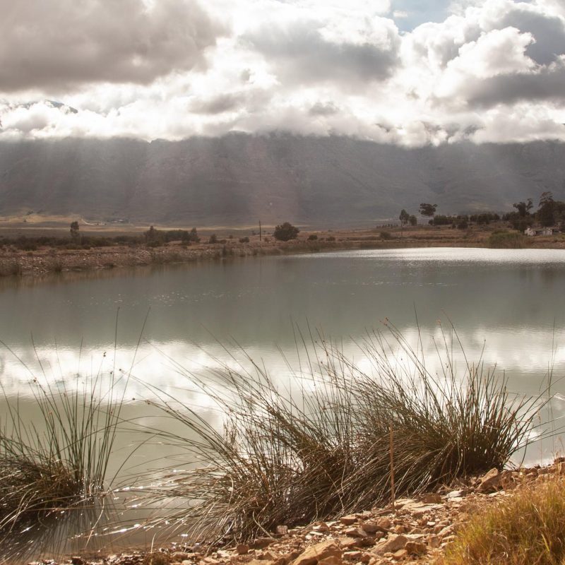 The Elephant Sanctuary - Cape Town Tourism