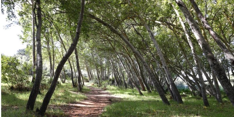 Explore These Forests for Free in Cape Town - Cape Town Tourism