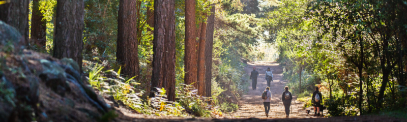 Explore These Forests for Free in Cape Town - Cape Town Tourism