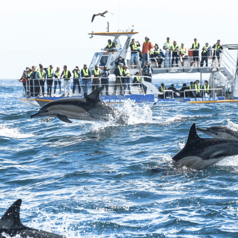 Cool Runnings Toboggan Family Park - Cape Town Tourism
