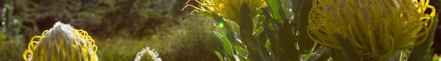 Explore the Beauty of Milnerton Racecourse Nature Reserve - Cape Town ...