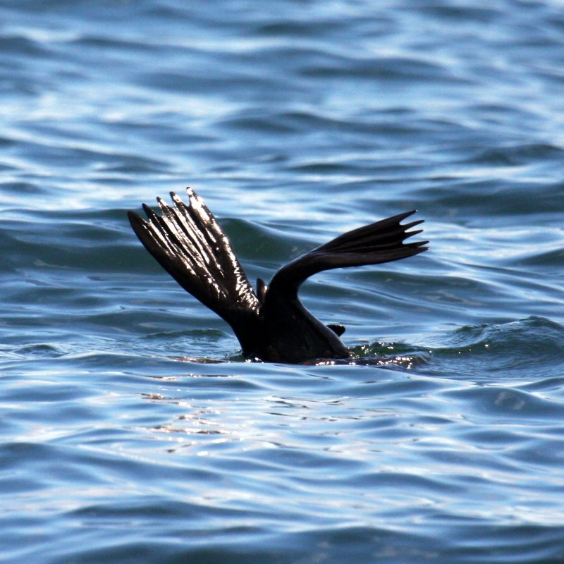 Zonnekus Holiday Resort - Cape Town Tourism